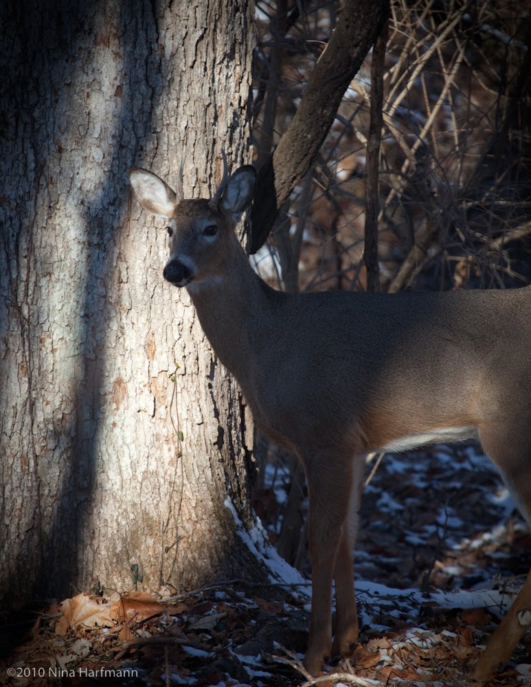 Nature remains.: Spot o' Sun