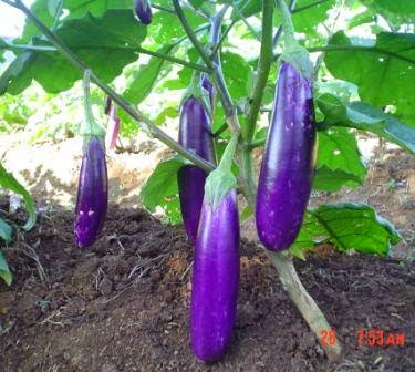 Pejabat RISDA Bahagian Samarahan: PENANAMAN TERUNG