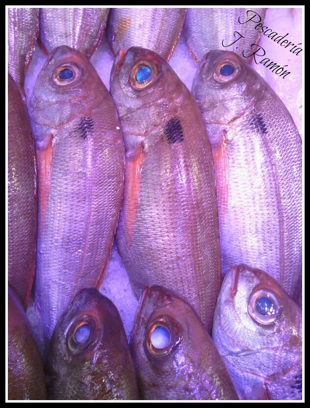 Pescadería J.Ramón: CURIOSIDADES DEL BESUGO