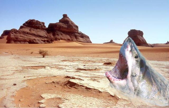 EEEEEEErt!: Beware the Land Shark!