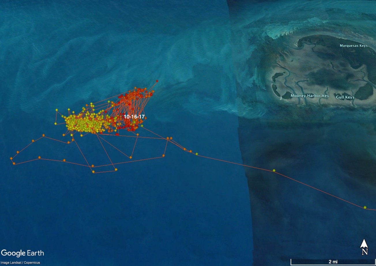 Tracking Turtles… A Lost Transmitter – Sea Turtle Preservation Society