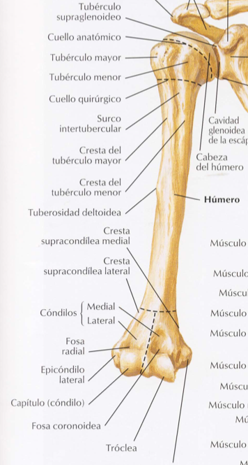Mis Apuntes de Medicina