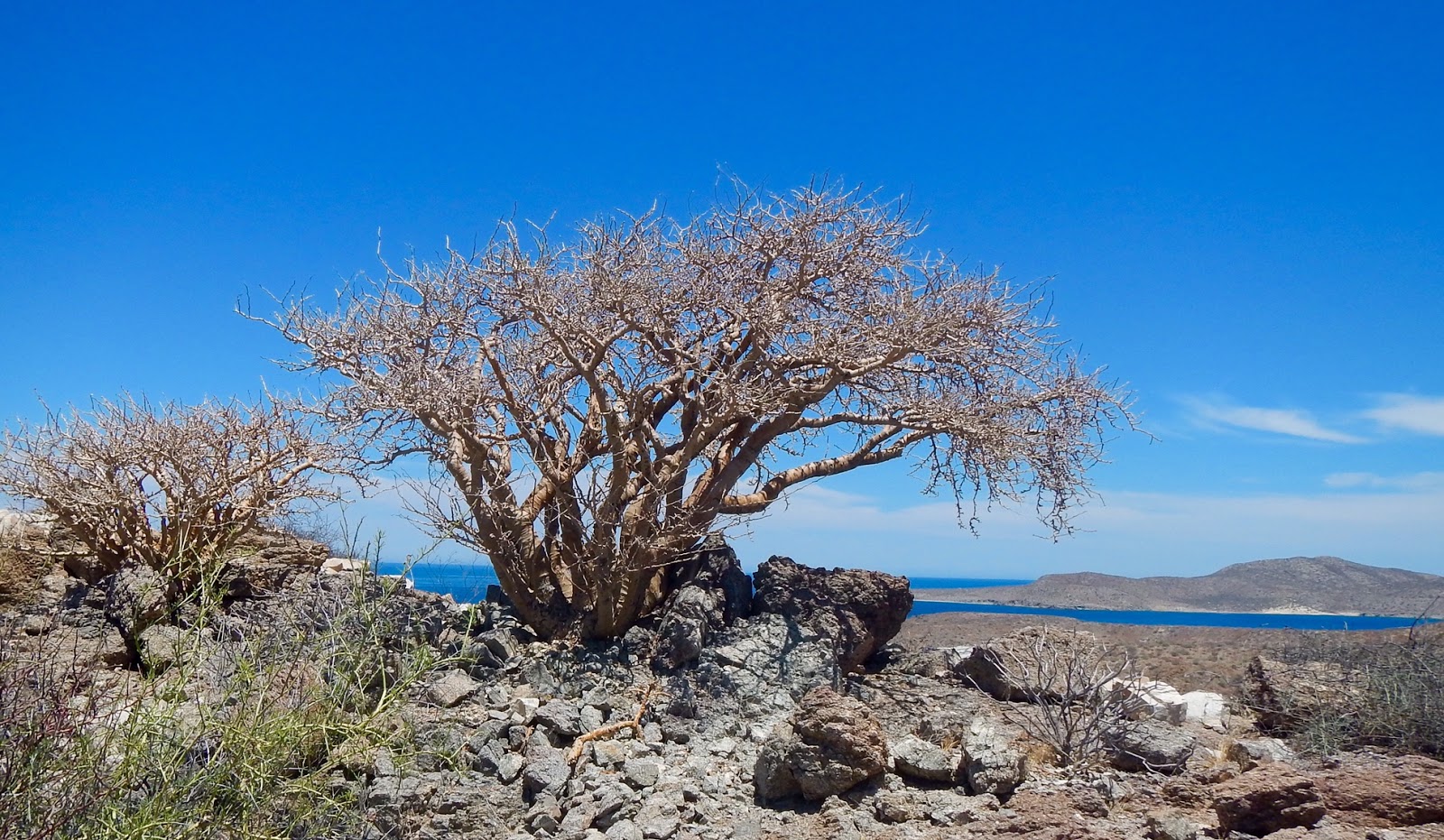 Déjàlà: Redeemed in the Northern Sea?