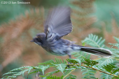 A passion for birds...: Oswin Roberts Reserve: Fairy-wrens and Fantails