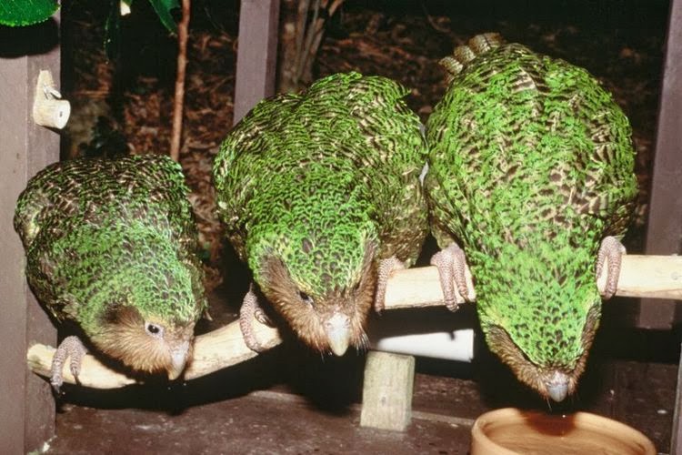 Le kakapo, rare perroquet néo-zélandais, commence à se remplumer ...