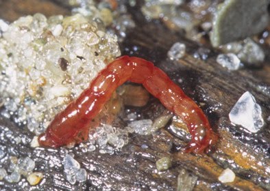 Fly Fishing Traditions: Chironomid 101 - Part l - Chironomid Facts and Tips