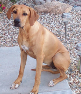 Such Good Dogs: Breed of the Month--Rhodesian Ridgeback