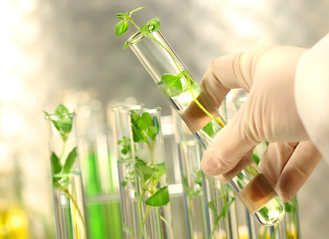 Botánica farmacéutica ~ Botánica