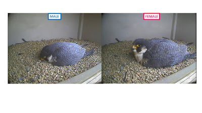 Columbus Peregrine Falcon Update: Additional Size Comparison Pics