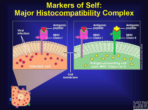 Lecture Notes in Medical Technology: THE MAJOR HISTOCOMPATIBILITY COMPLEX