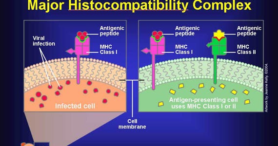 Lecture Notes in Medical Technology: THE MAJOR HISTOCOMPATIBILITY COMPLEX