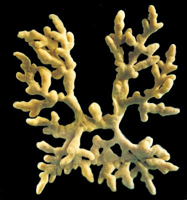 Variety of Life: Thecostraca