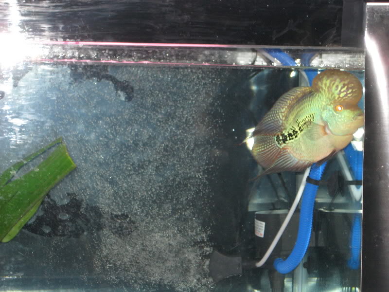 Flowerhorn The Hybrid Cichlids: King Kamfa - Vietnam hottest fh