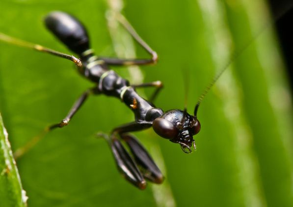 Alright Asian Ant Mantis, You Fooled Me. | Featured Creature
