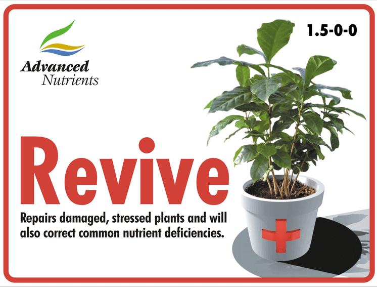 PORTAL DO APRENDIZ DO INGLÊS: Word of today - REVIVE