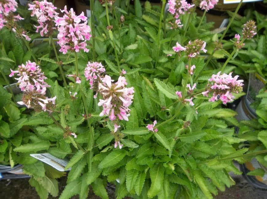 Future Plants by Randy Stewart: Stachys