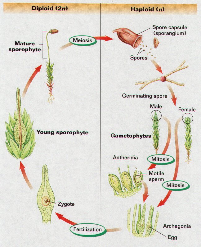 Perhatikan sikulus paku di bawah ini