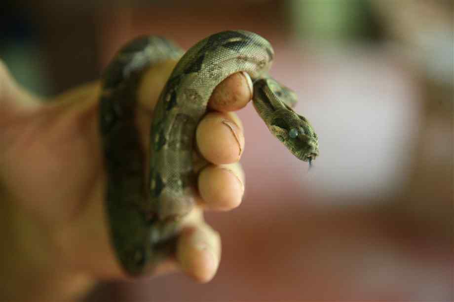 Training Wheels 2.0: Hold Any Snakes Lately?