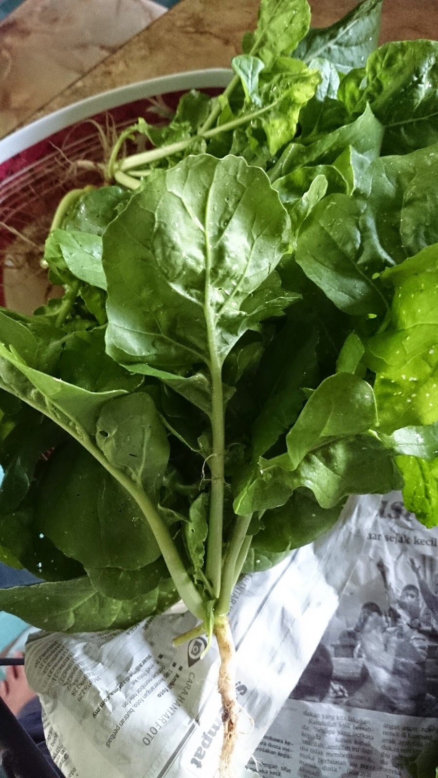 CARA DAN PANDUAN MENANAM SAYUR ARUGULA - Rangkuman Cara Bertanam Lengkap