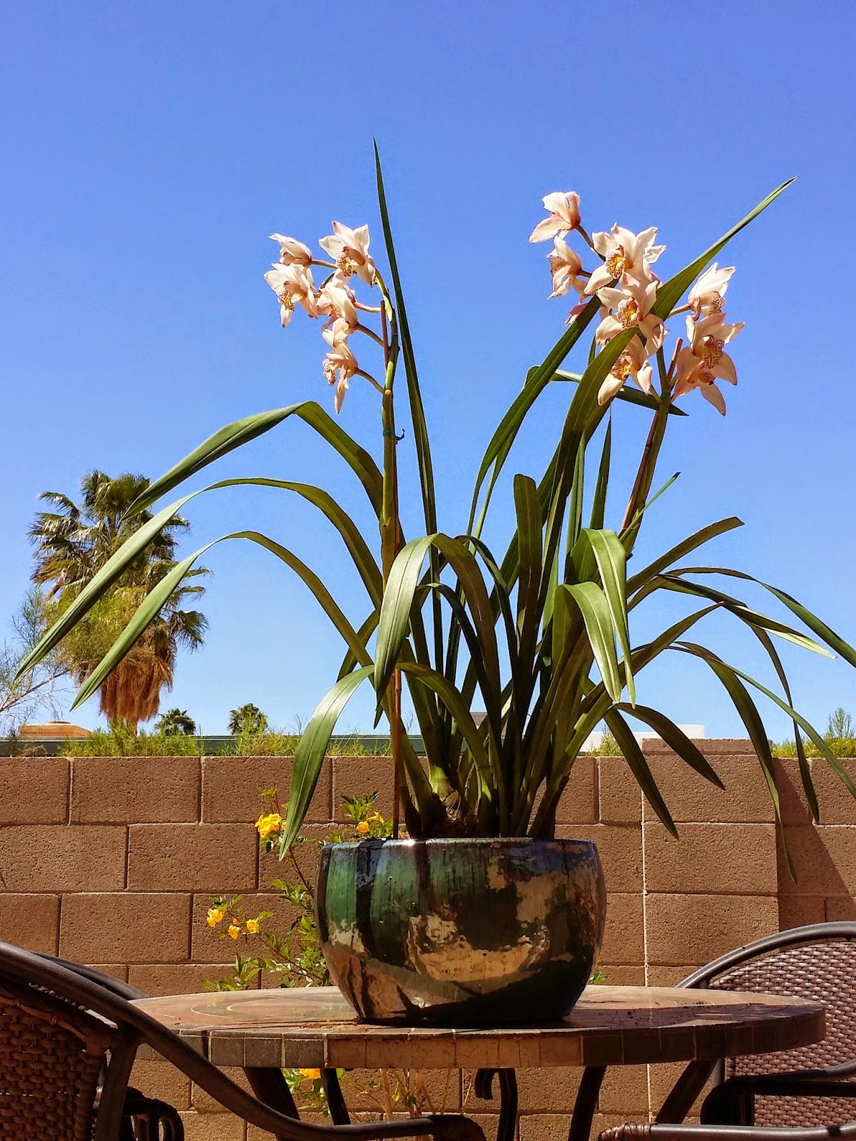 Desert Orchid : My Different Species of Orchids