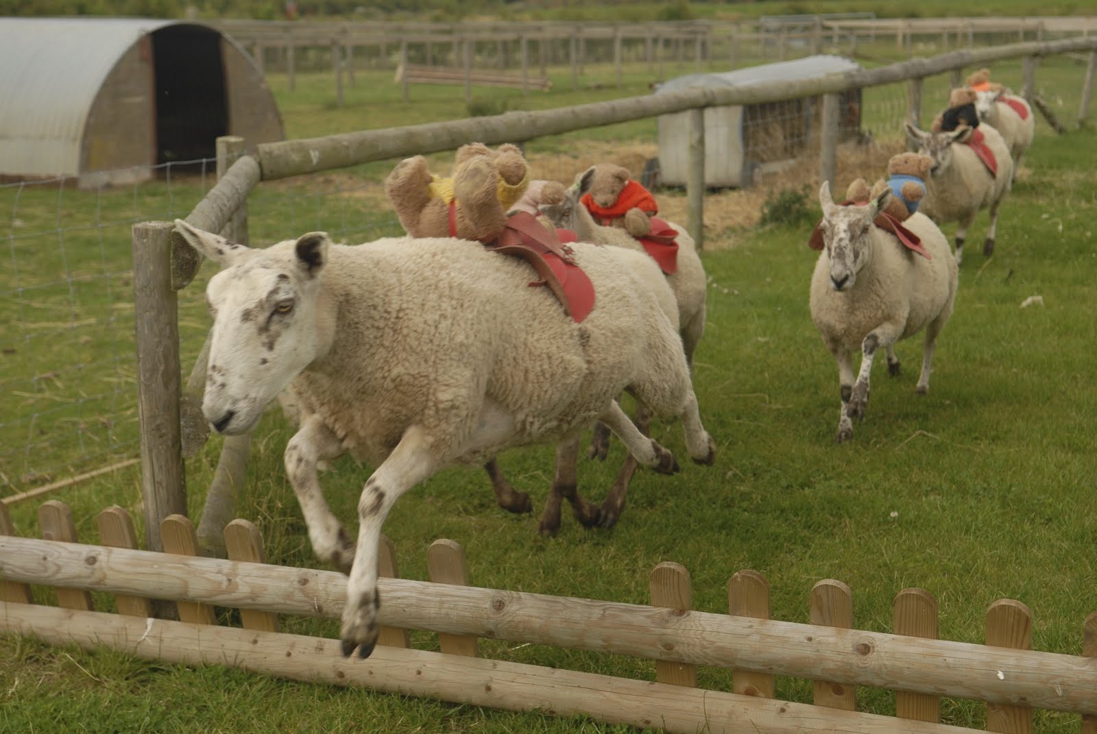 We are the Foords: sheep racing!