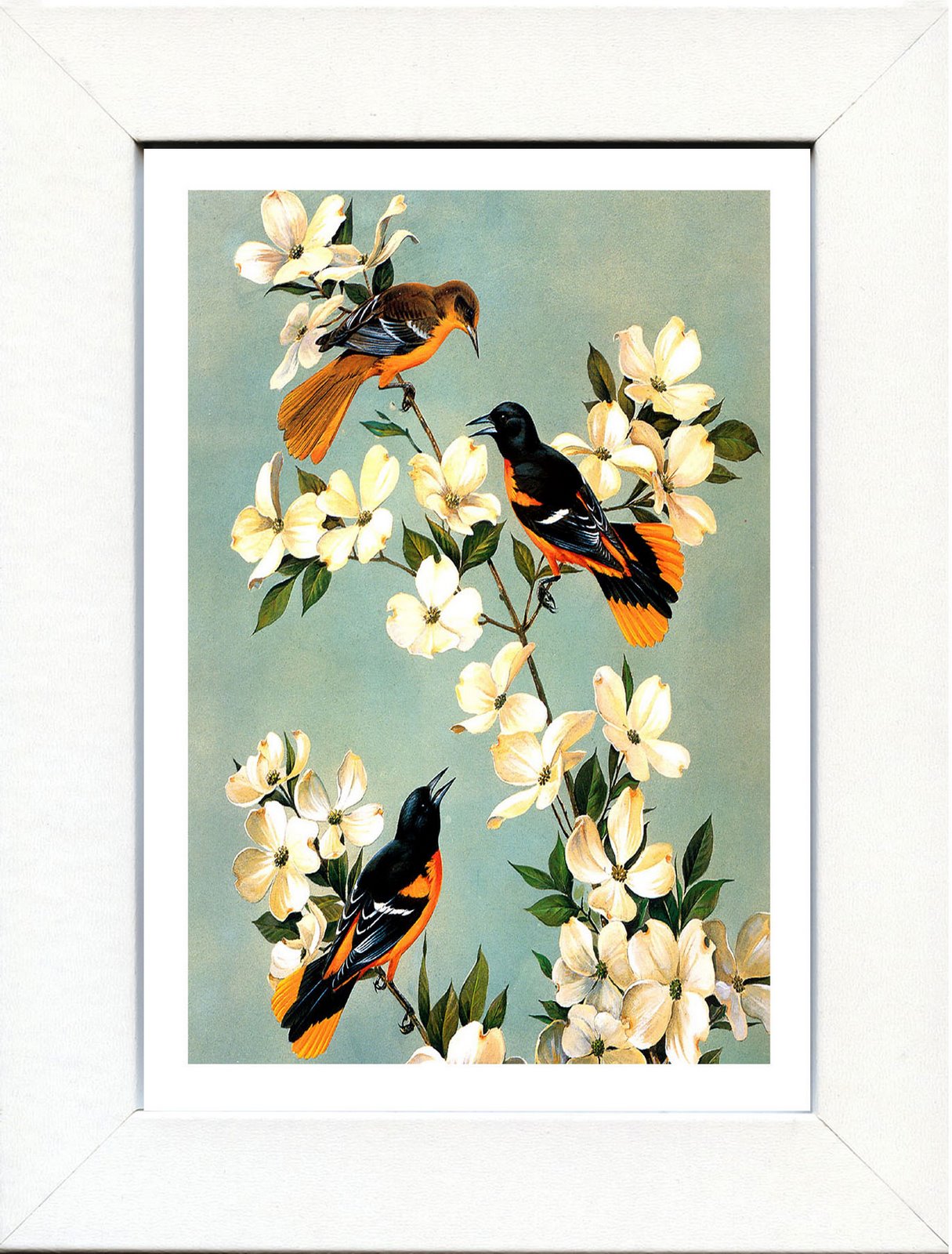 jjjewel.resimlerim: KUŞ VE DOĞA TEMALI RESİMLER