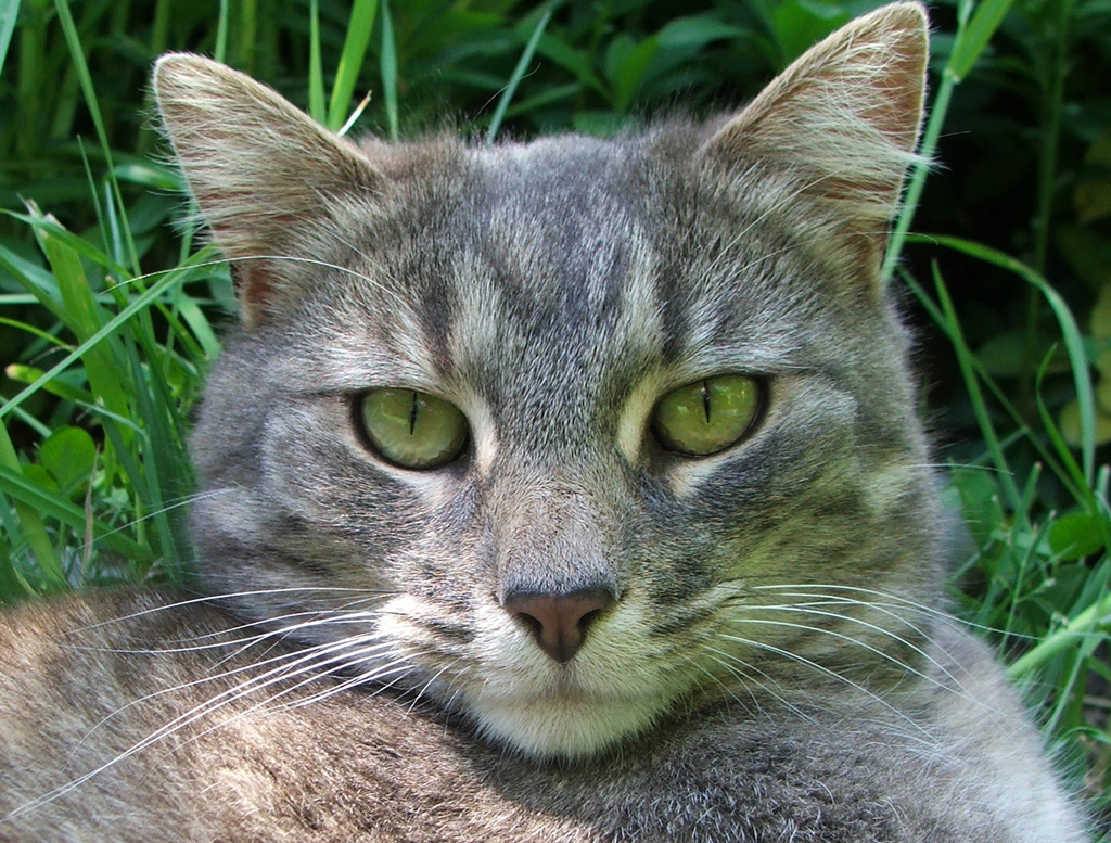 the Victorian: The American Grey