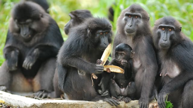 Fauna Endemik Indonesia Bagian Tengah Beserta Gambarnya - Edukasi Center