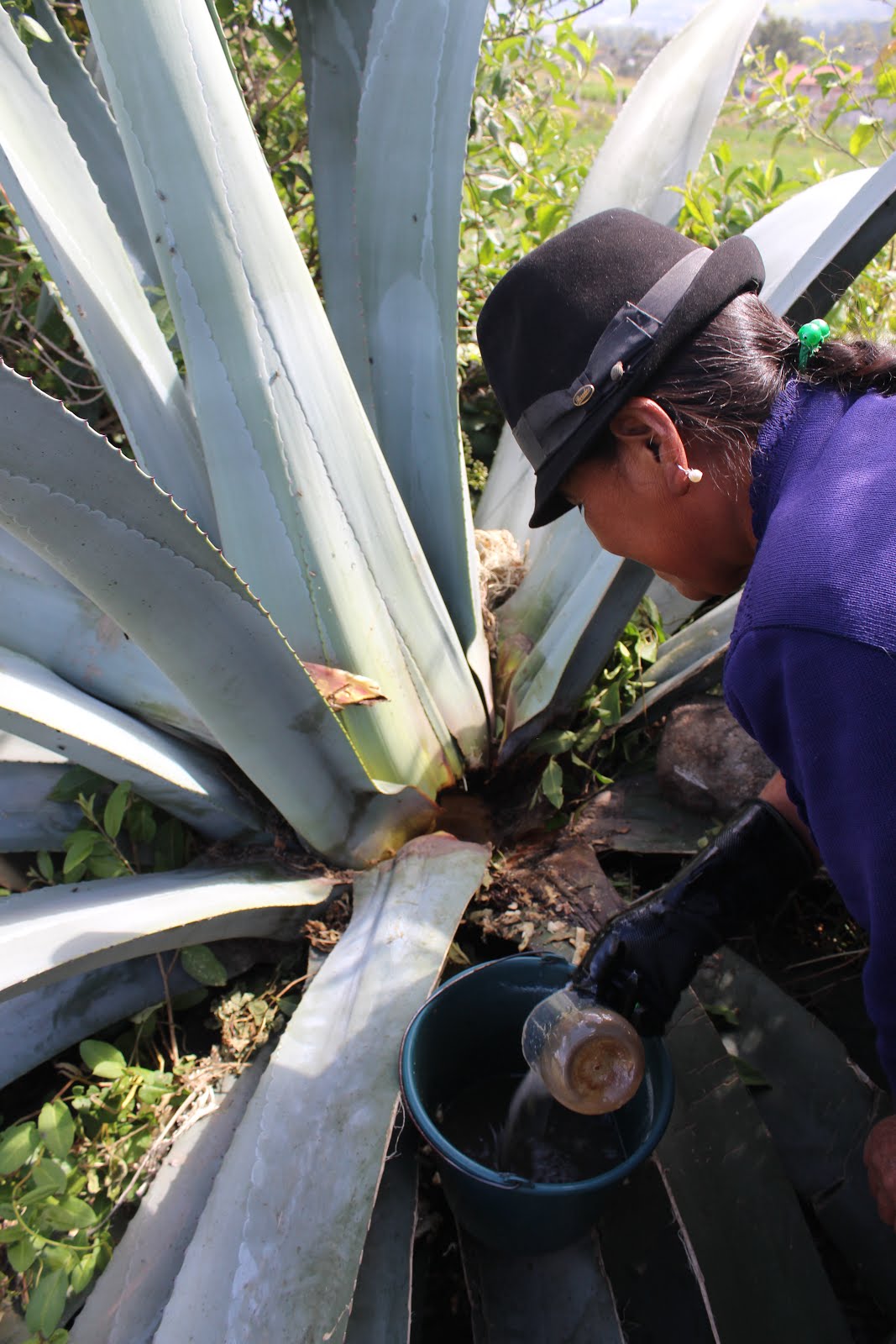 Colectivo El Tinacal: El espejo del pulque: el guarango de Ecuador