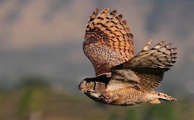 Wyoming Photos: 2011