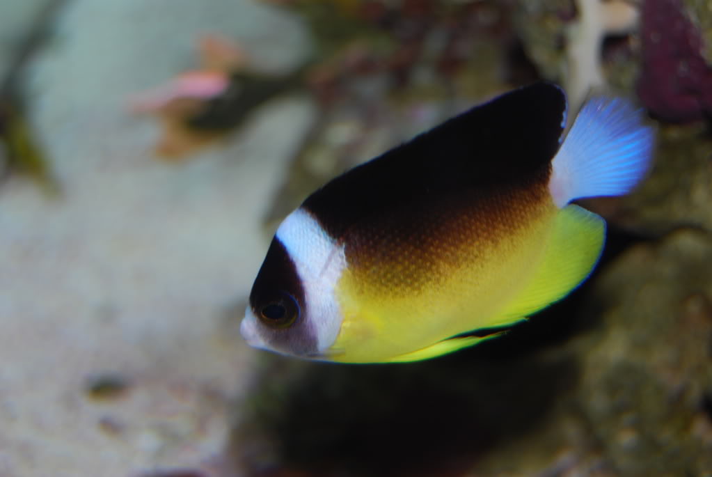 D' Ocean Aquarium: Ikan Angel (Angelfish)