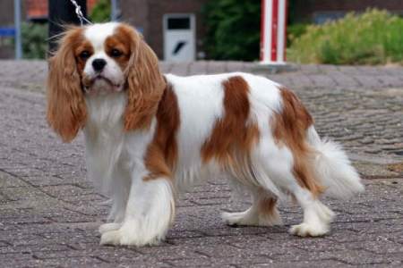 PSY: Cavalier King Charles Spaniel
