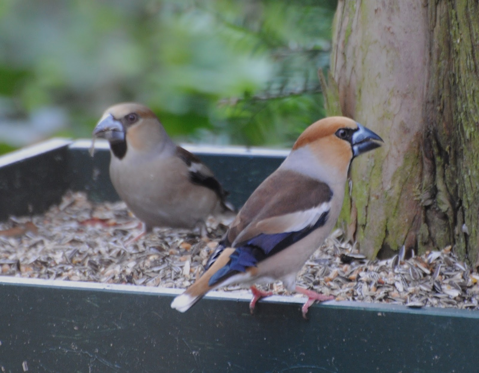 Waarneming van de dag!: Appelvink