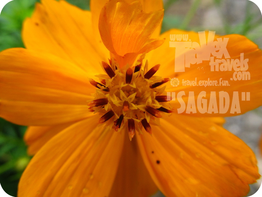 Of Misty Morning, Mountain Dew and Sagada Flowers - Travex Travels ...