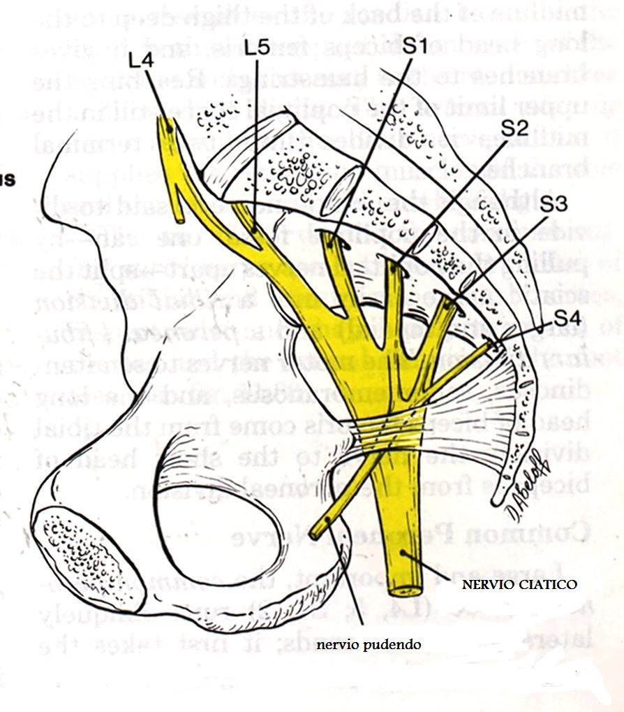 Fisioterapia y Salud: NERVIO CIÁTICO