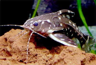 Jenis Jenis Ikan Hias Catfish