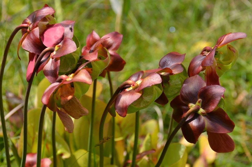 IVN-Amstelveen Natuurgidsencursus 2014-2015: vleeseters bij de ...