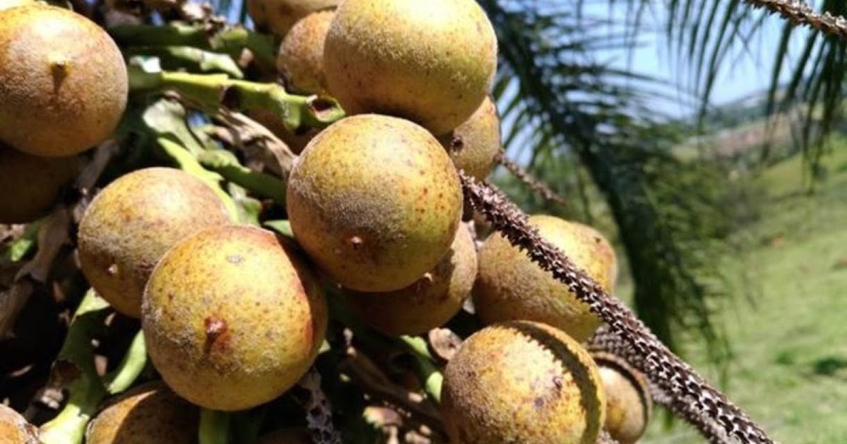 A Palmeira macaúba pode ser o ouro verde do produtor rural - CARNEIRO ...