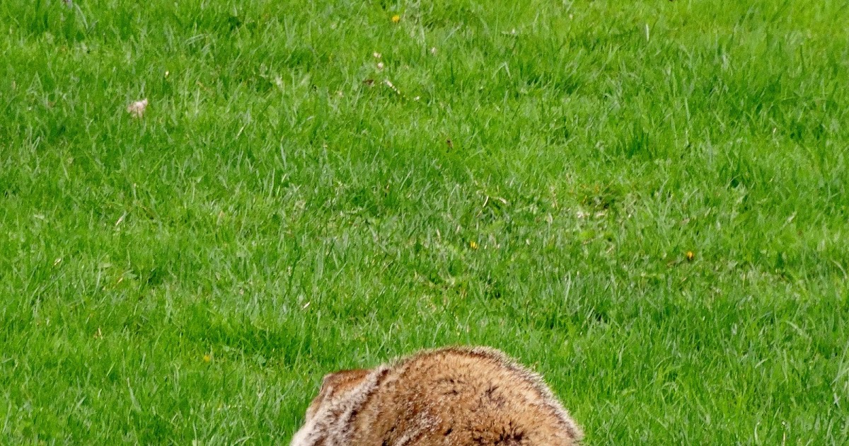 Marmot minutes: groundhog and rabbit...