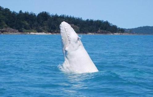 Ikan Paus Putih Mirip Moby Dick Muncul di Australia | ScienceAndri