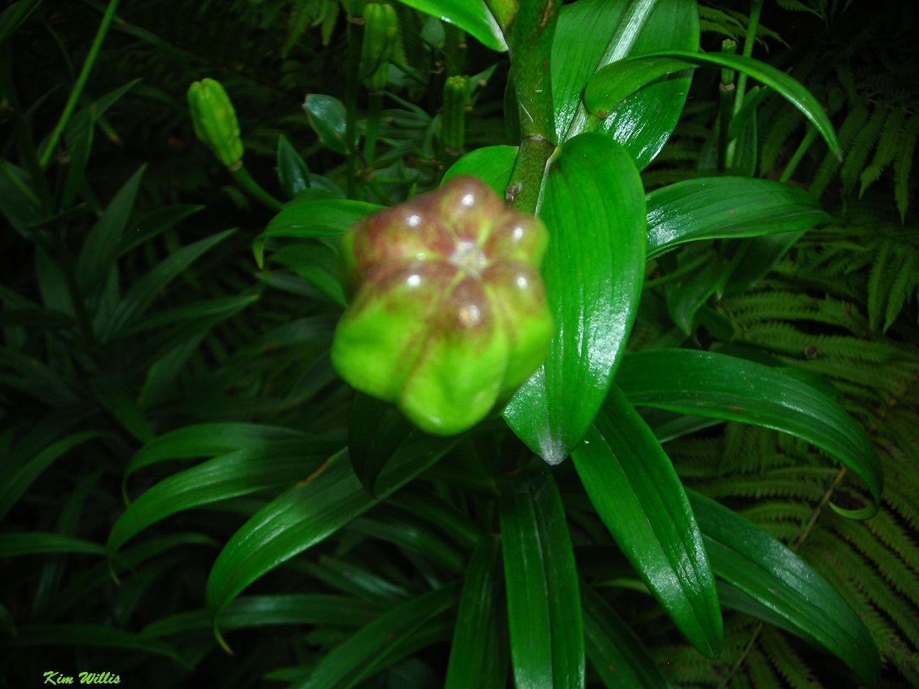 Gardening Granny's Gardening Pages: Seeds- Everything You Need to Know