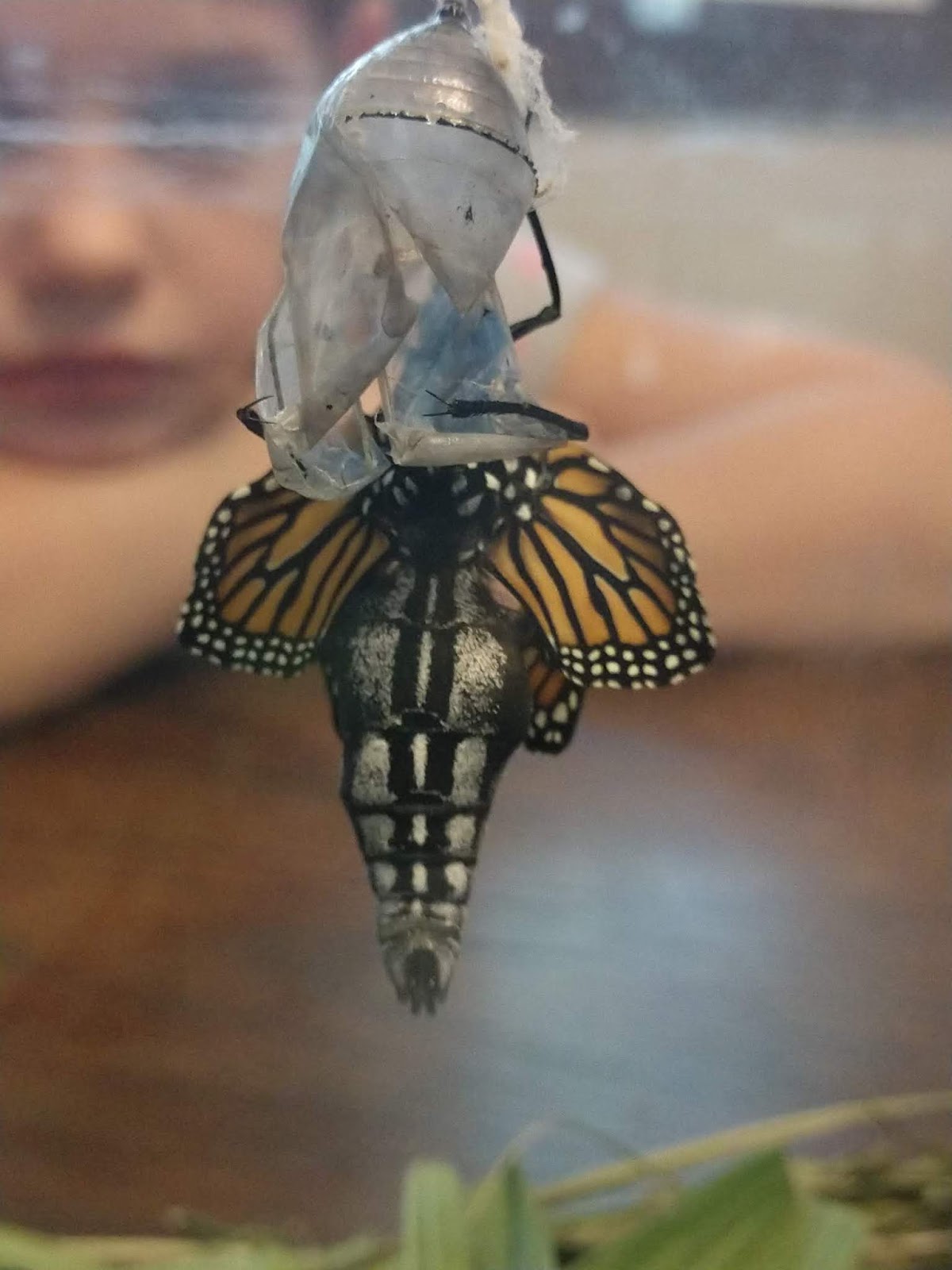 Monarch Hatching- Lifecycle