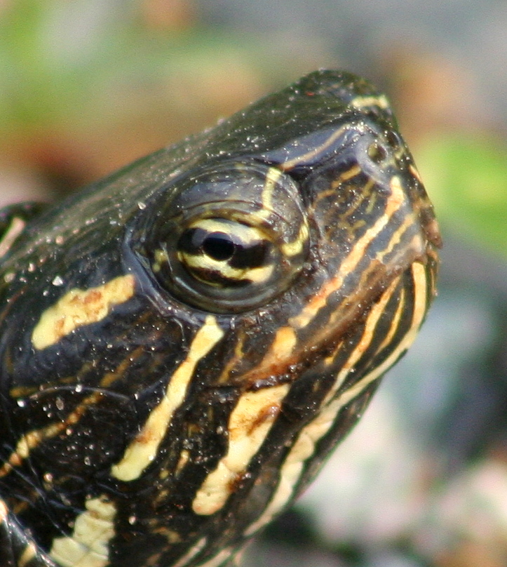 Nature Hermit: Striped eye