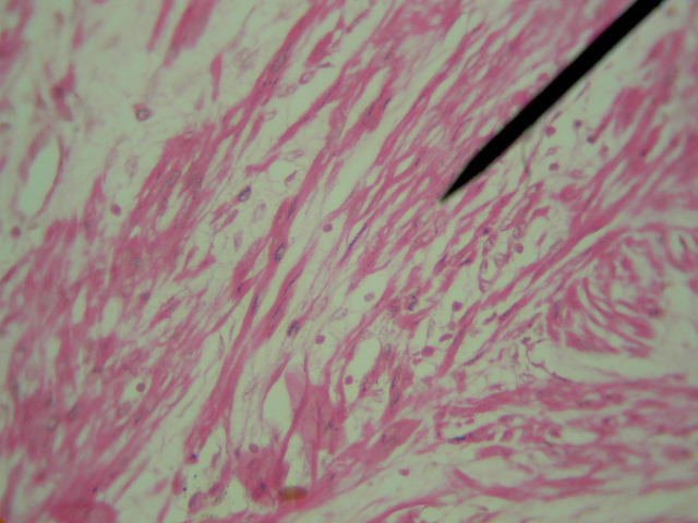 HISTOLOGY ATLAS 3D FOR MEDICAL STUDENTS.