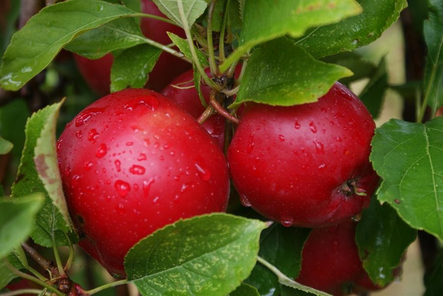 Asti Citra Kusuma: Jenis Apel