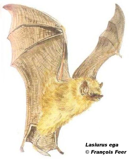 Argentina nativa: Murciélago leonado (Dasypterus ega)