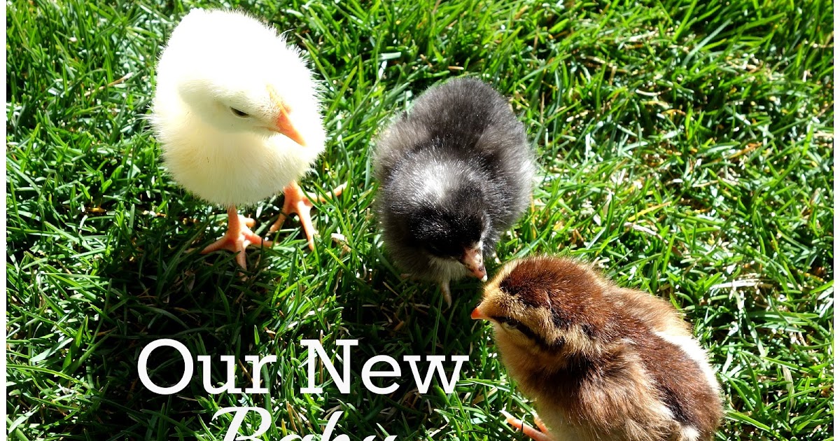 BLISSFUL ROOTS: Setting Up You Baby Chick's Nursery {The Brooder}