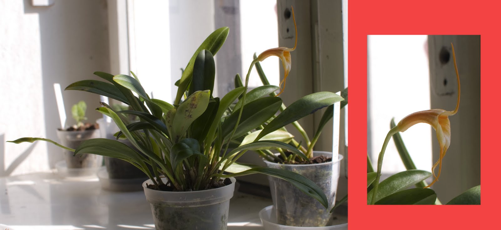 orchideje, kaktusy a jiné rostliny - petr turecký: masdevallia echo jde ...