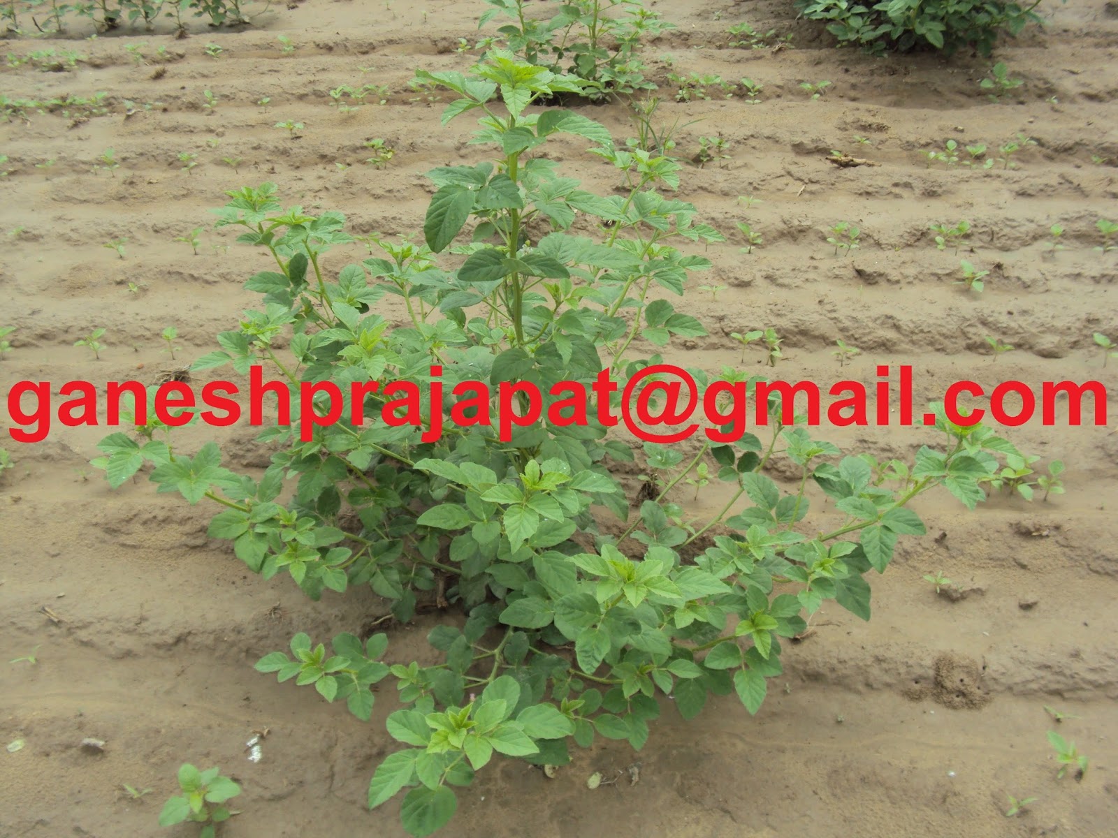 GUAR GUM INFORMATION AND GUAR GUM CULTIVATION IN INDIA: Guar Gum Seed ...