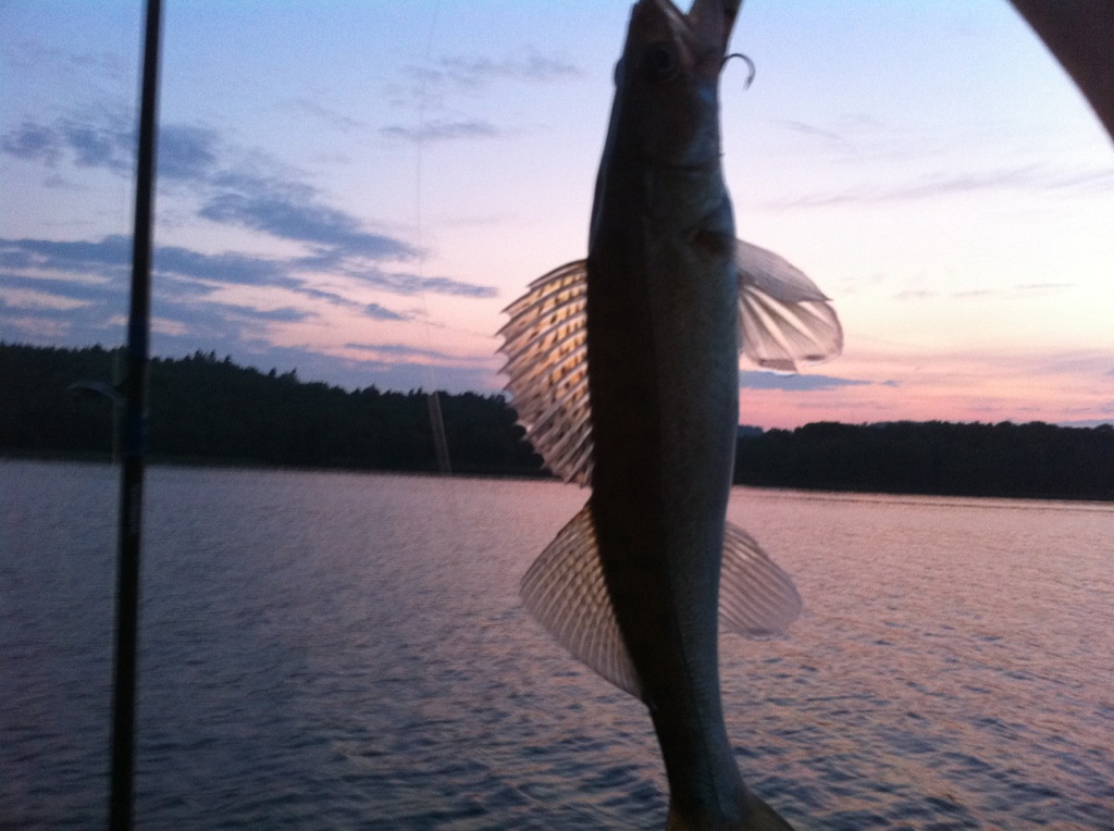 Dream-Teams Ulricehamn: Otroligt vacker fisk